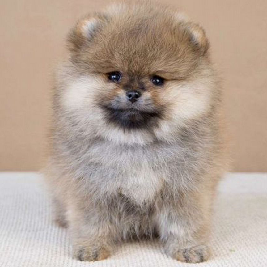 Померанский шпиц, щенок