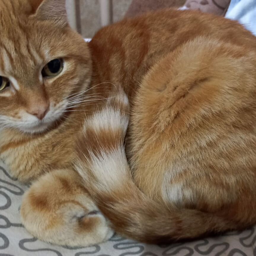Отдам кота в добрые руки