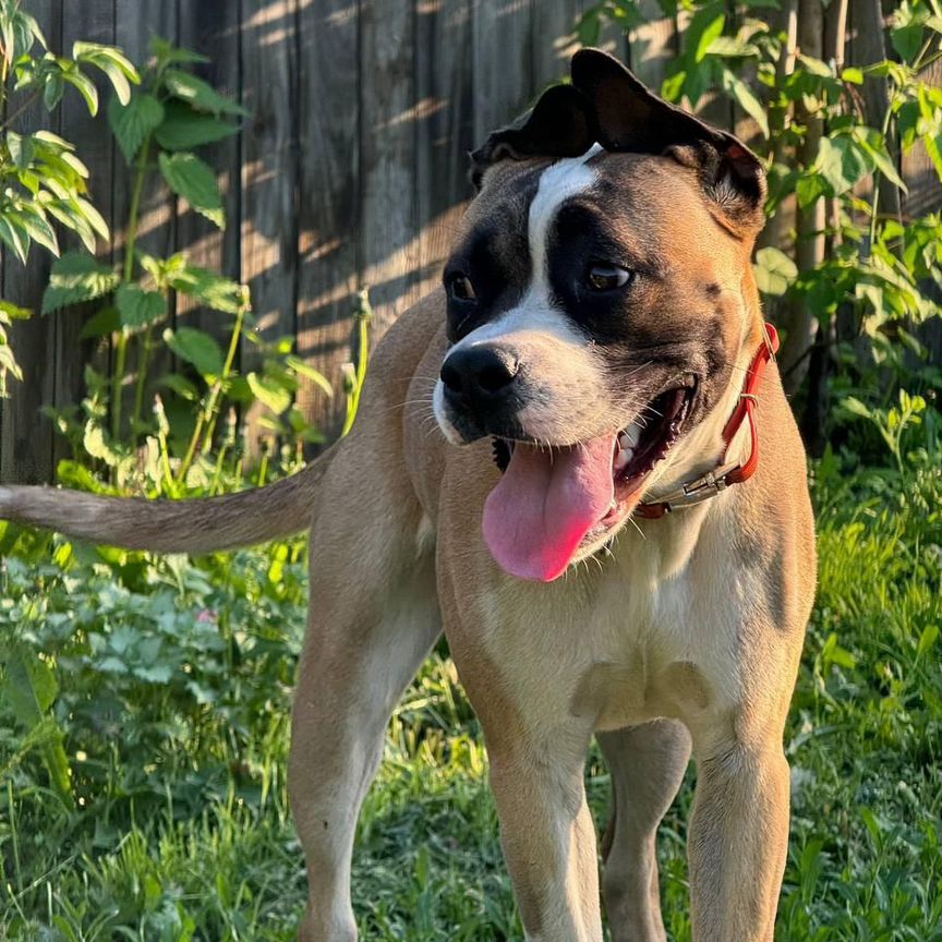 Отдам ам Стаффа