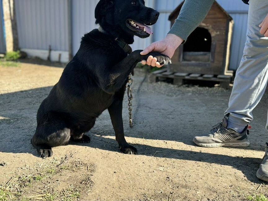 Собака в добрые руки