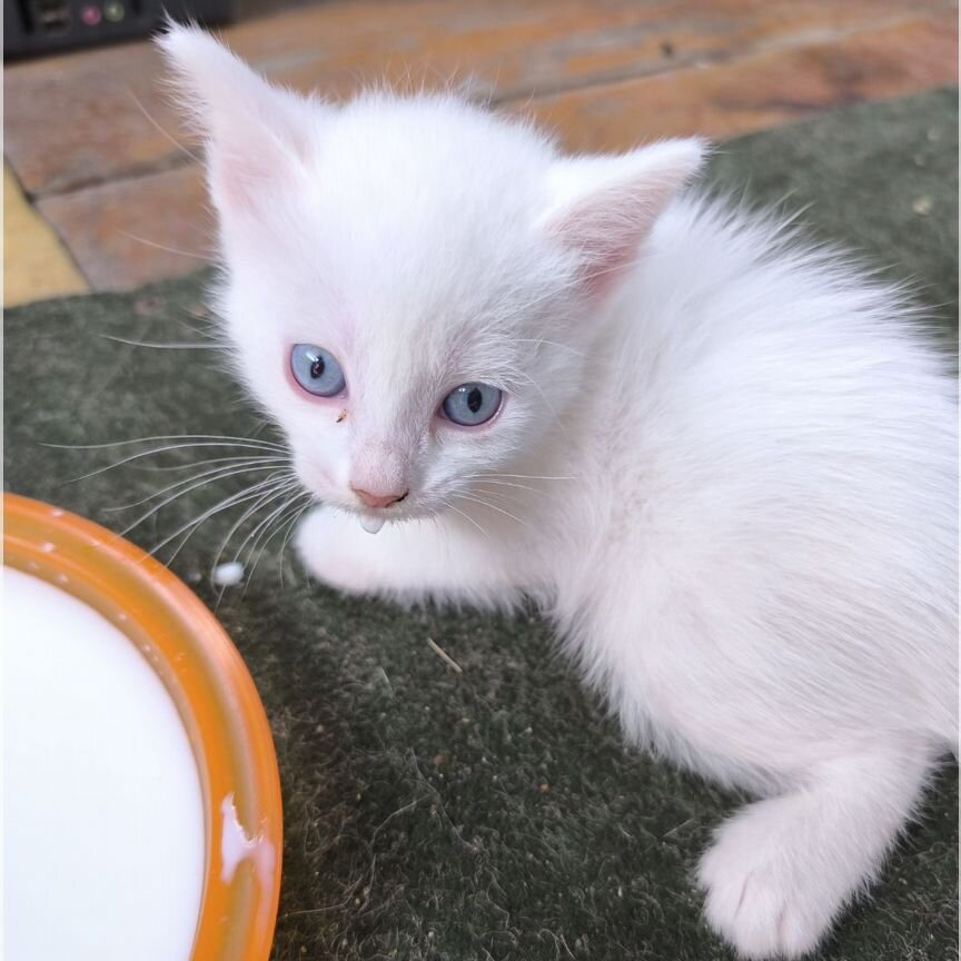 Котята