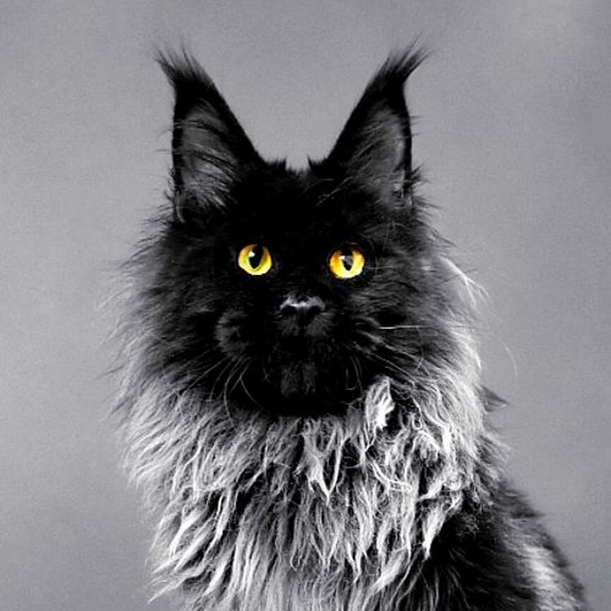 Мальчик мейн кун