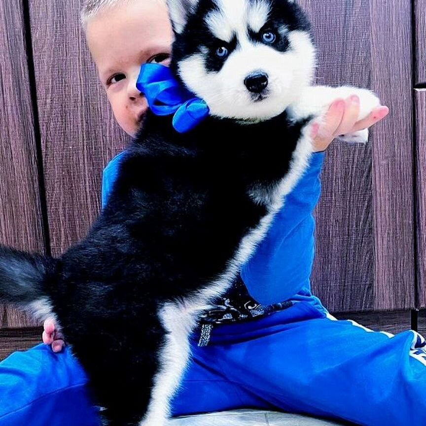 Чистопородные малыши сибирские хаски с документами