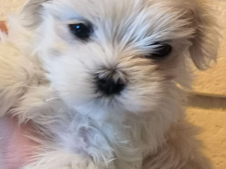 Мальтийская болонка