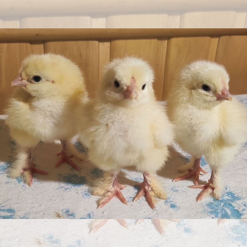 Цыплята Брама колумбийская