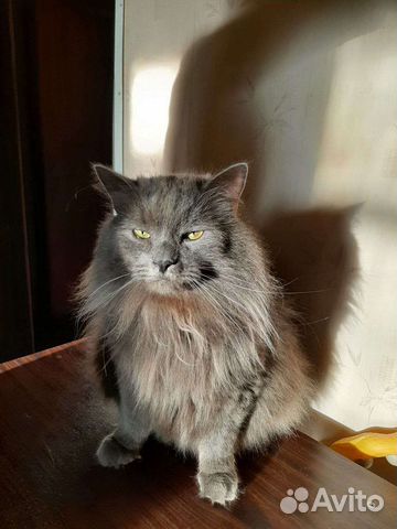 Котик Пуфик, мягкий и уютный