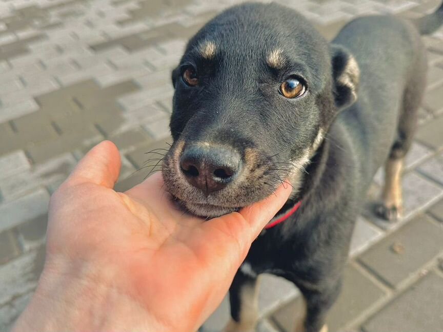 Щенок в добрве руки