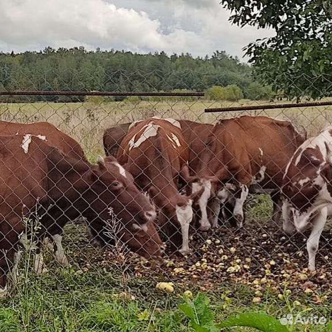Двойная корова возьму, обмен