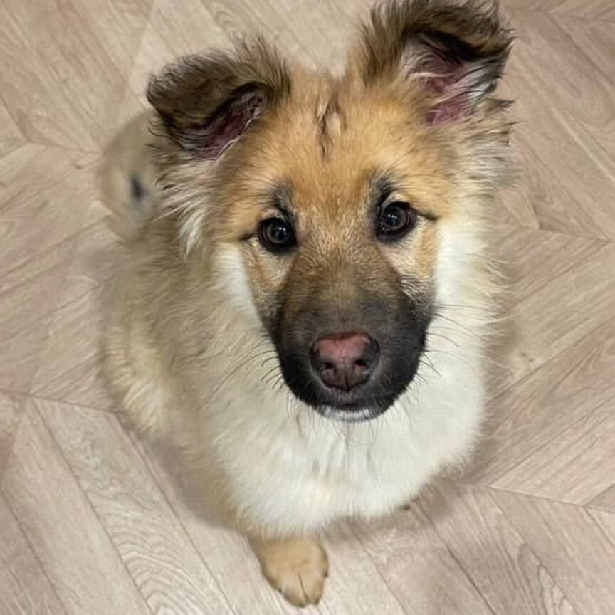 Нашли щенка, сос. Ищем дом