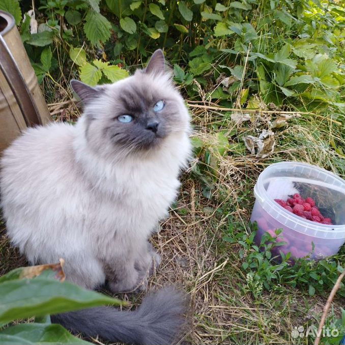 Сиамские кошки бесплатно
