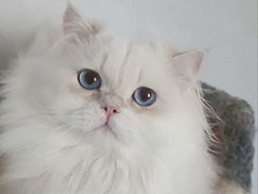 Британский мальчик золотой колор