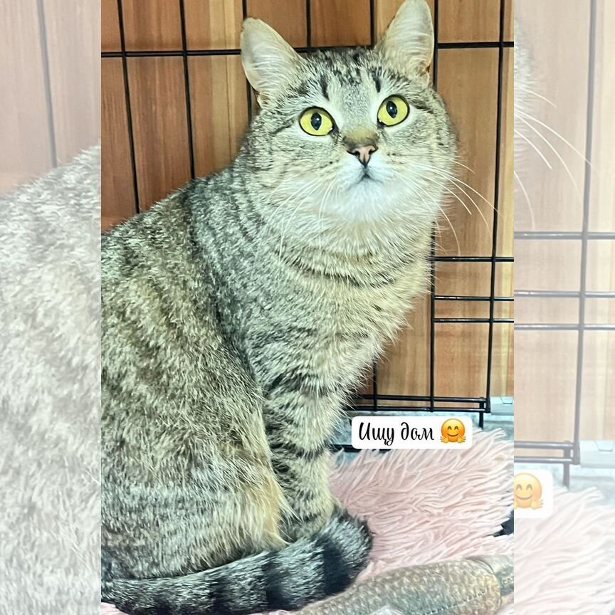 Кошка ищет дом