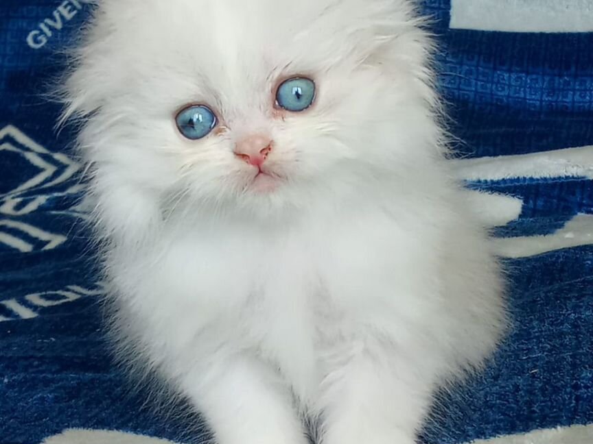 Шотландская вислоухая