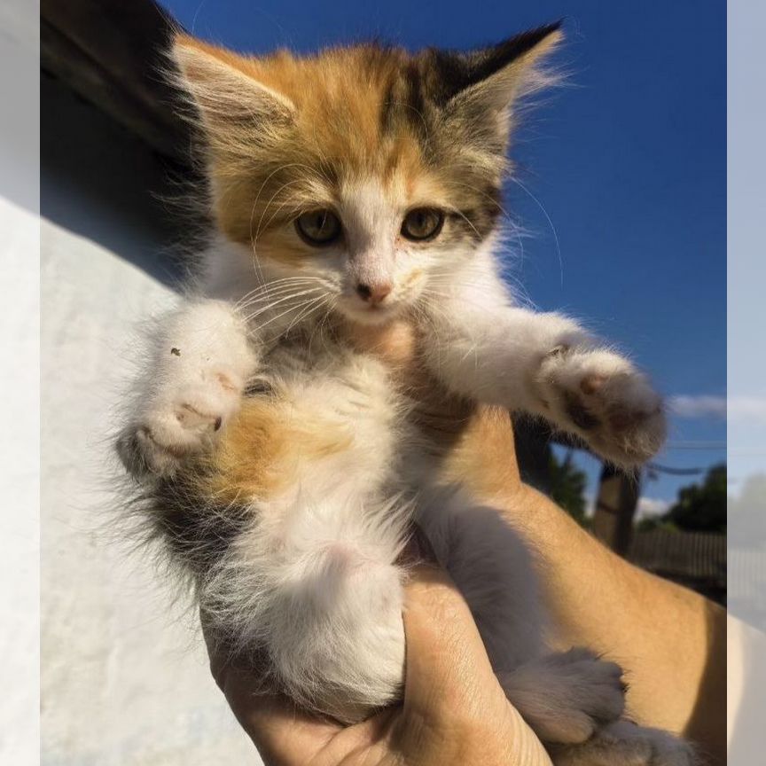 Котёнок в добрые руки