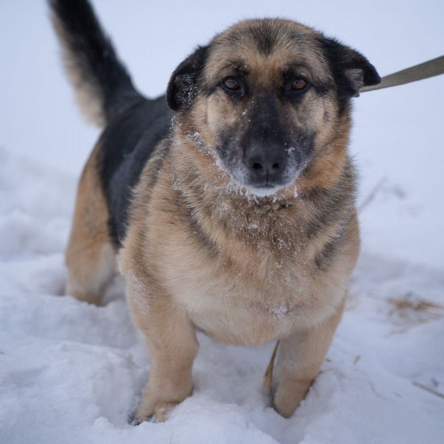 Взрослая собака в добрые руки