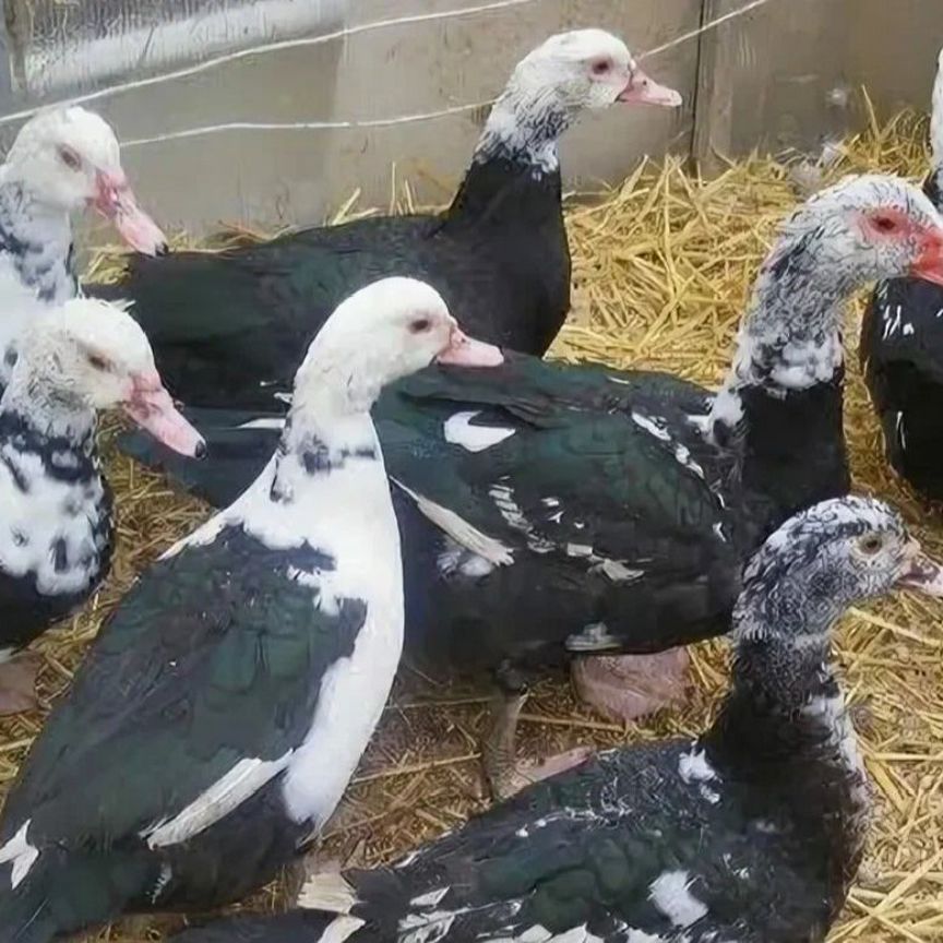 Семья индоуток