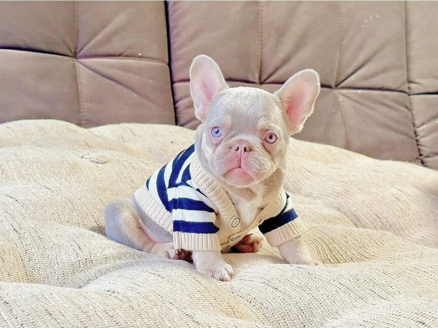 Франзузский бульдог Изабелла Нью Шейд