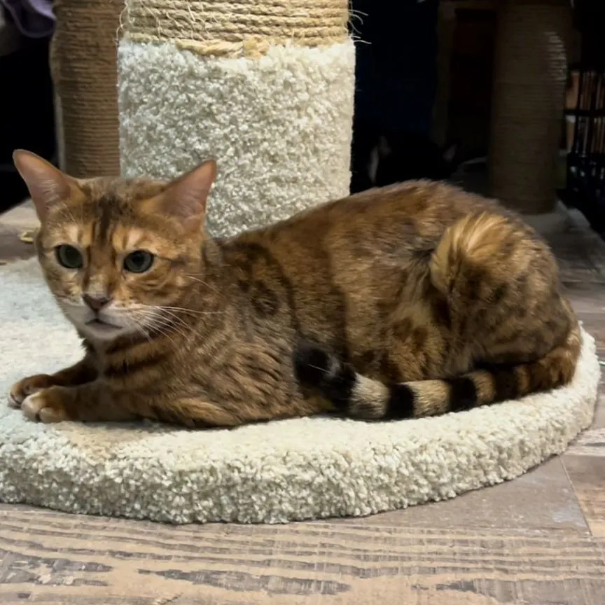 Кошка бенгальская