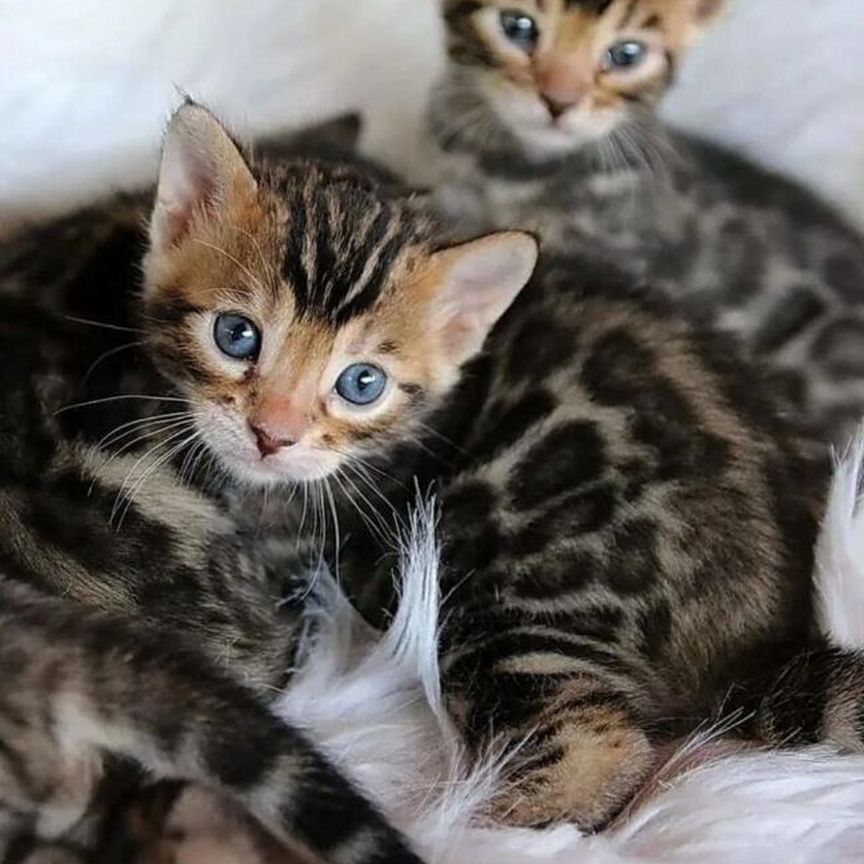 Бенгальские котята