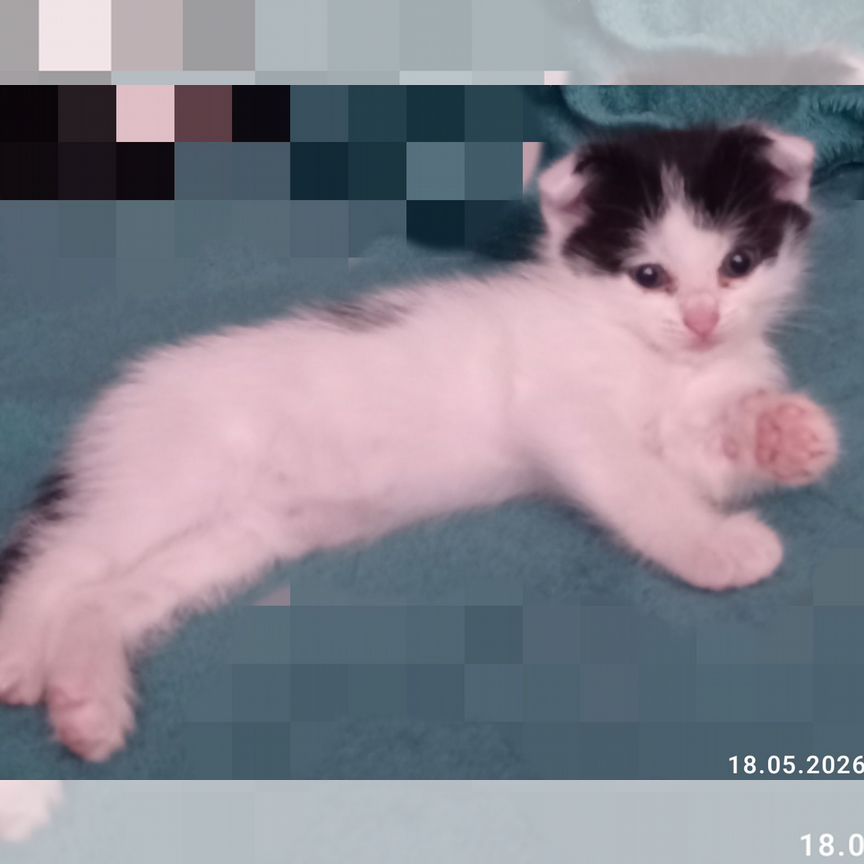 Котёнок в добрые руки