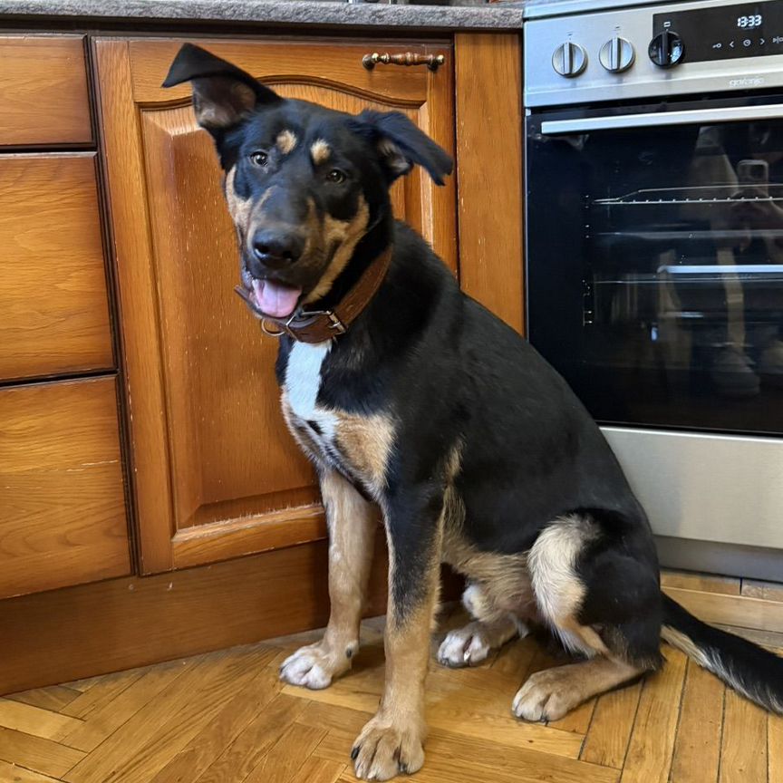 Щенок в добрые руки