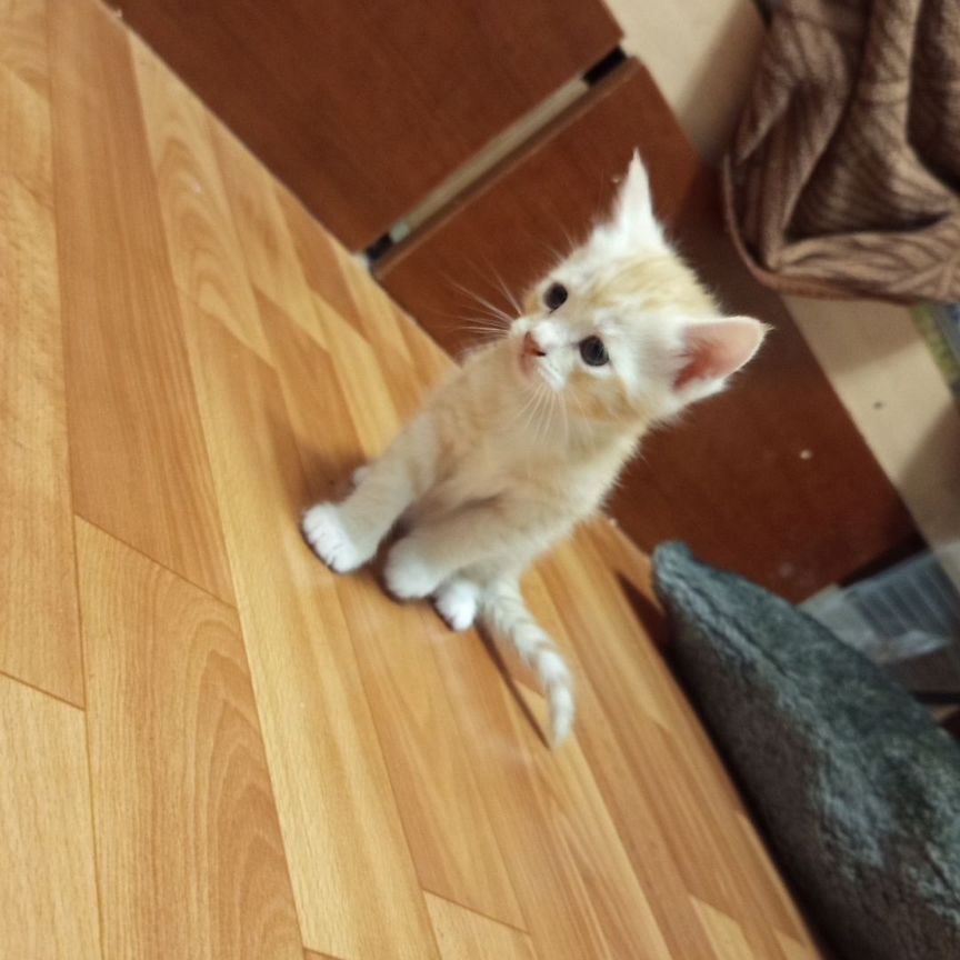 Котята мейн-кун