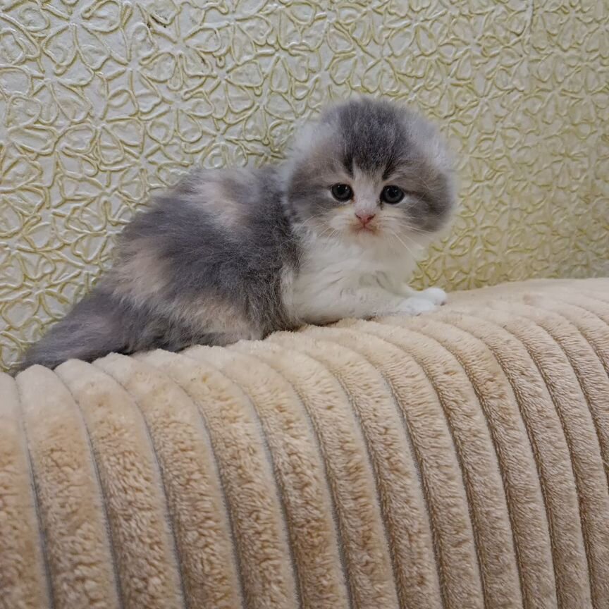 Малыши