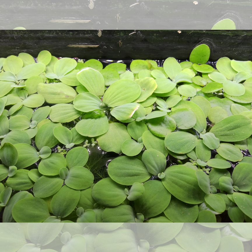 Аквариумное растение пистия