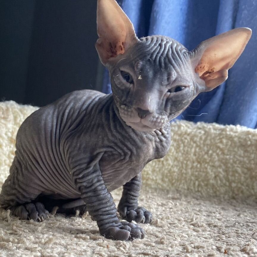 Донской сфинкс котята