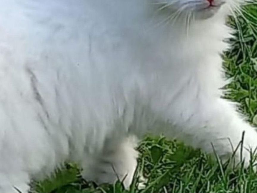 Котята в добрые руки бесплатно