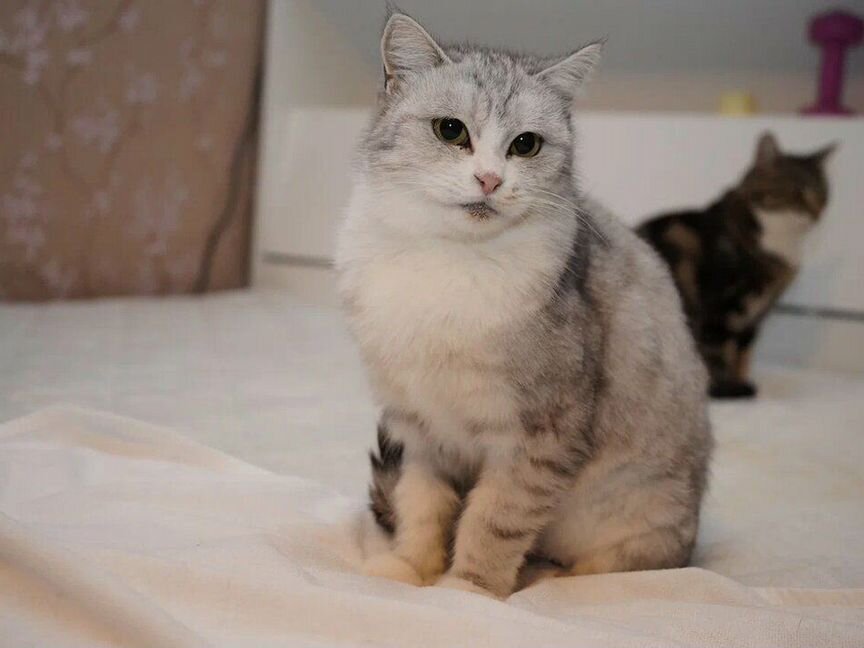 В добрые руки