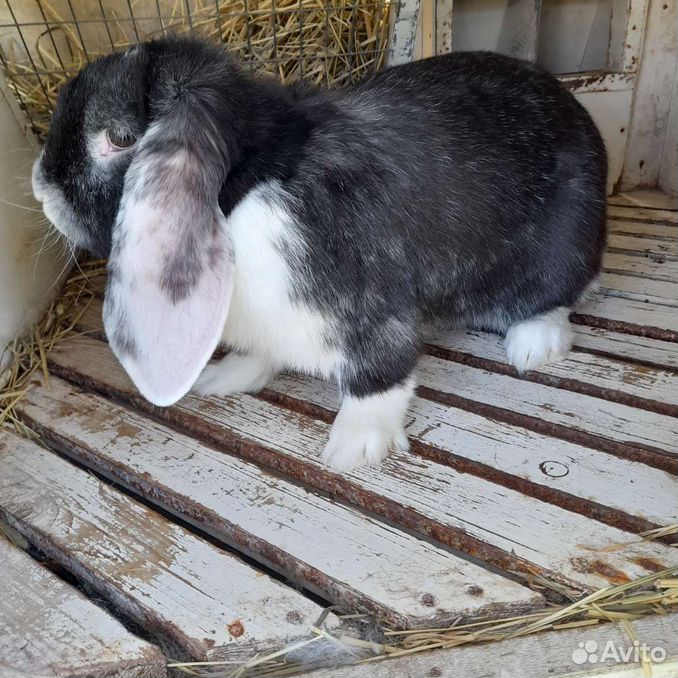 Продаются годовалые крольчихи