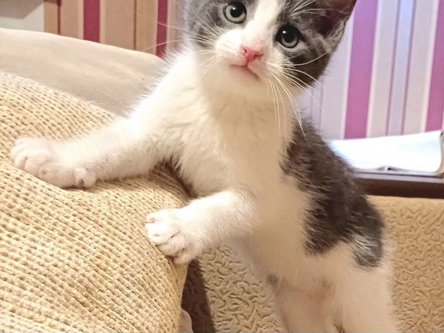 Нежное создание - котенок Дуся, 2 месяца