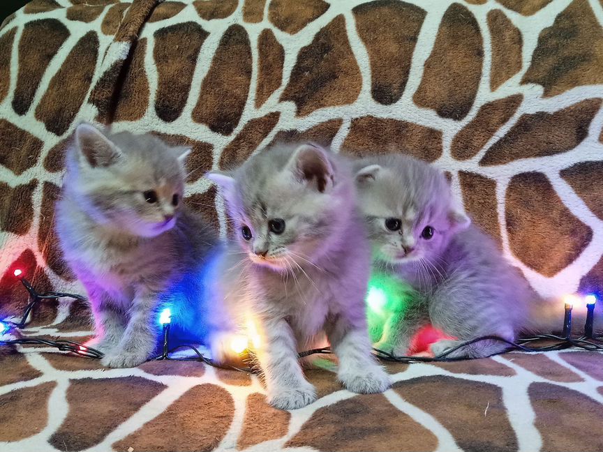 Шотландские котята