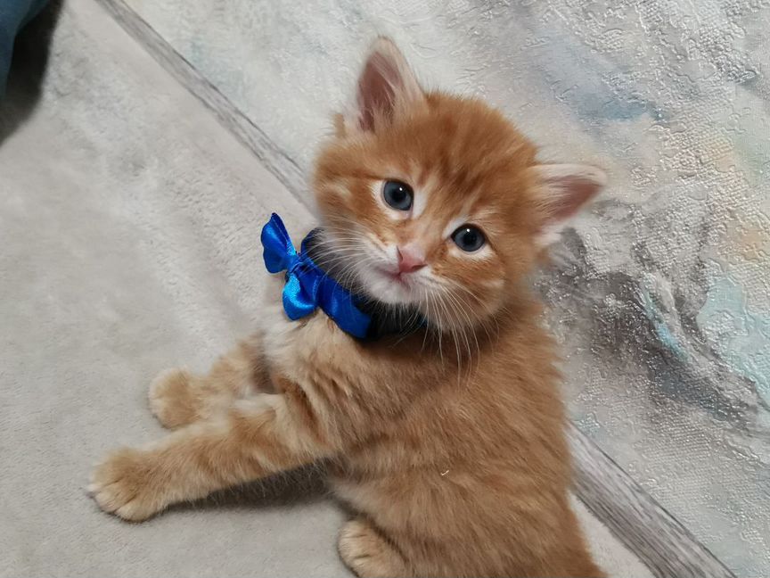 Сибирские рыжие котята