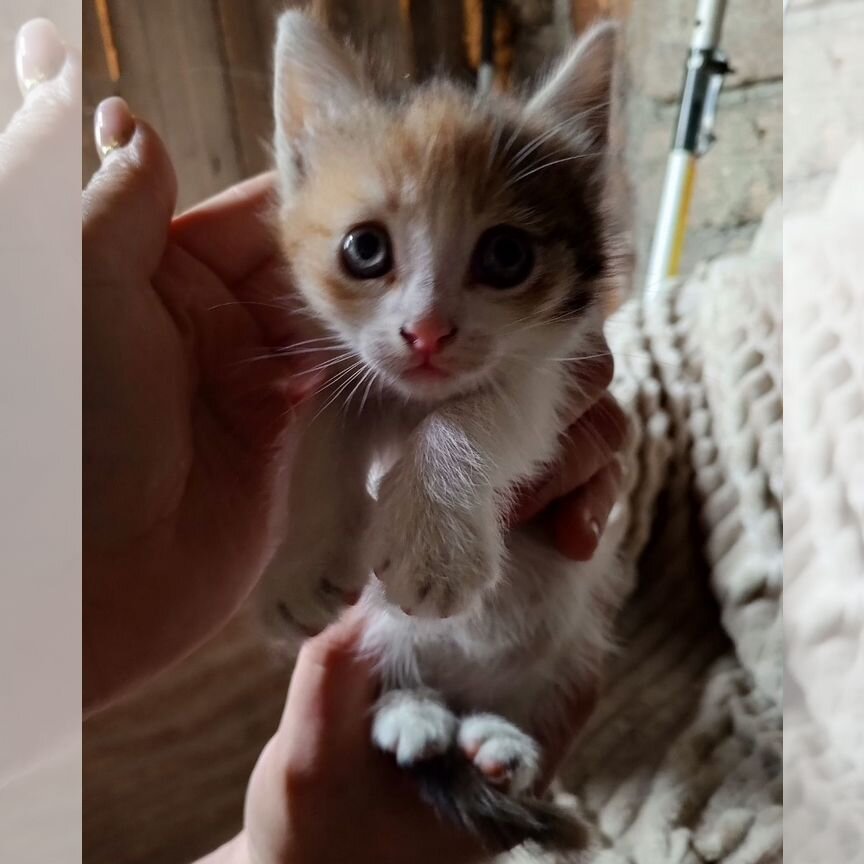 Отдам котят