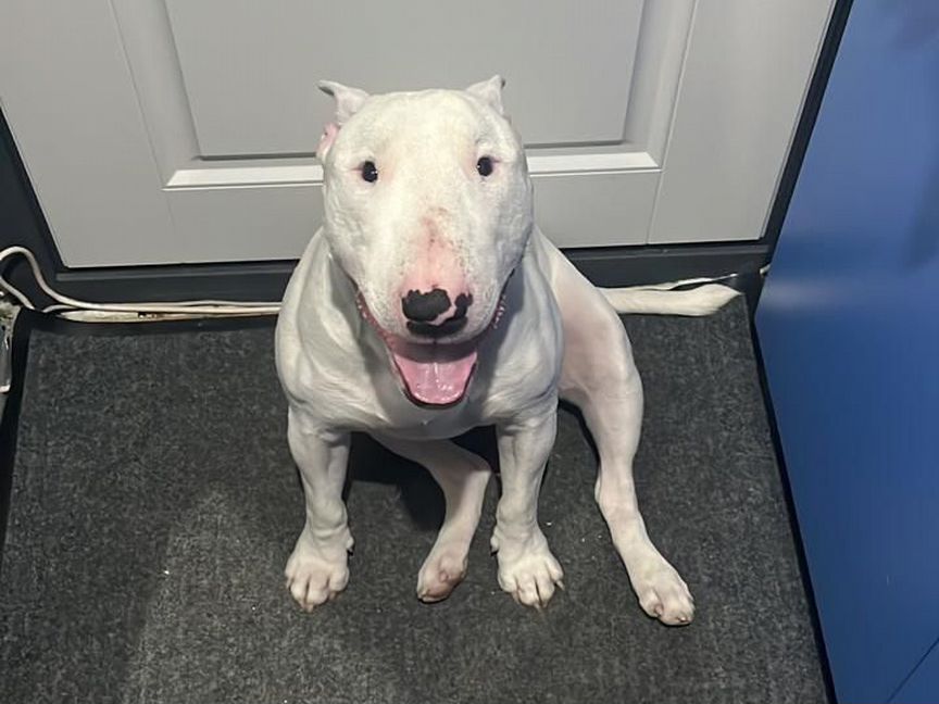 Стандартный бультерьер ищет невесту