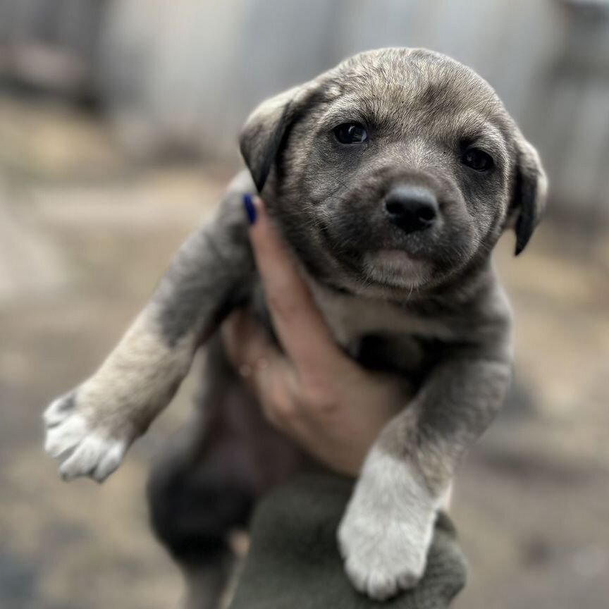 Щенок в добрые руки