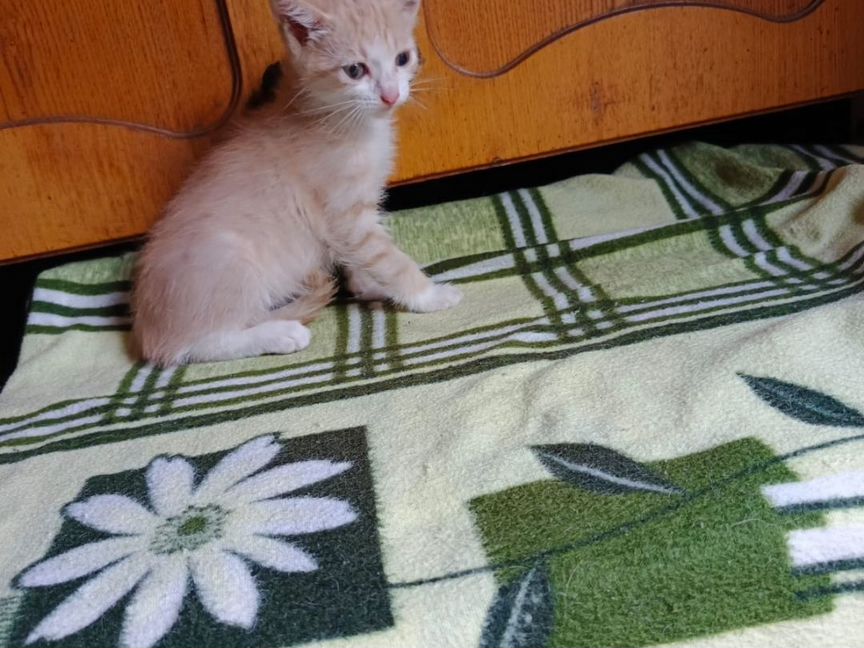 Котята