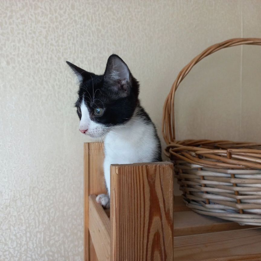 Котенок в добрые руки бесплатно