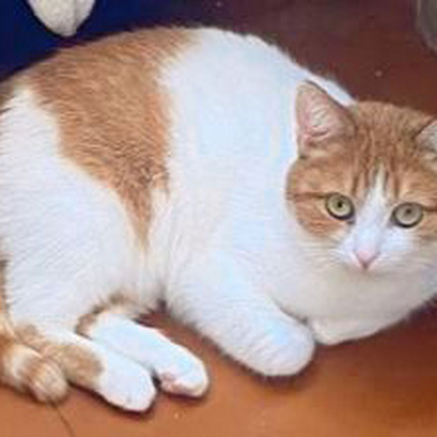 Кошка стерилизованная, 3года