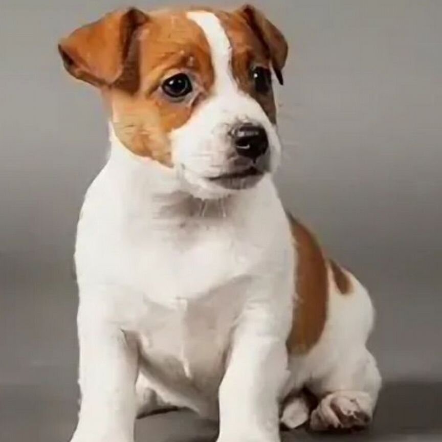 Джек-рассел-терьер, щенок