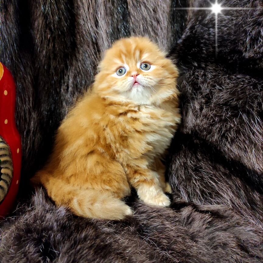 Очаровательная шотландская Леди