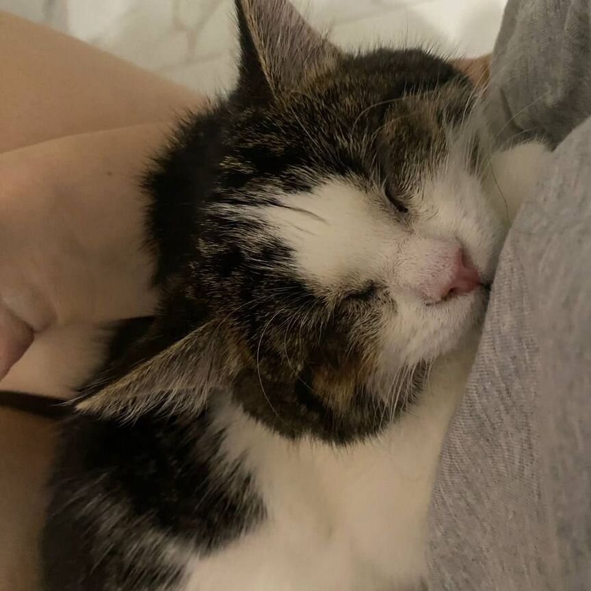 Котенок в добрые руки