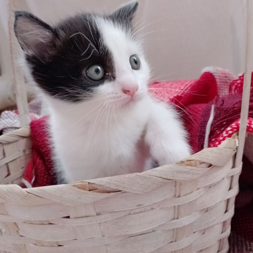 Продам котят, очень хорошие и ласковые девочки