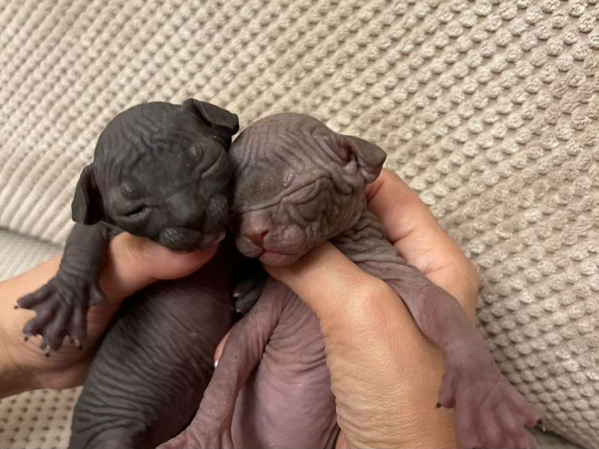 Канадский сфинкс котенок