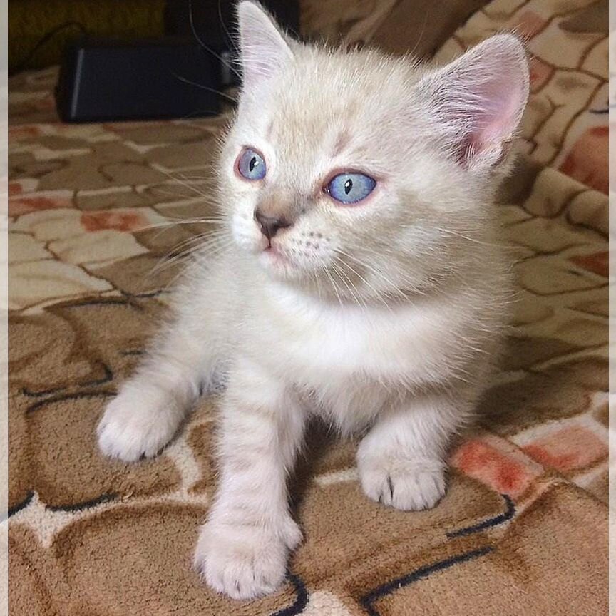 Тайские Тэбби котята