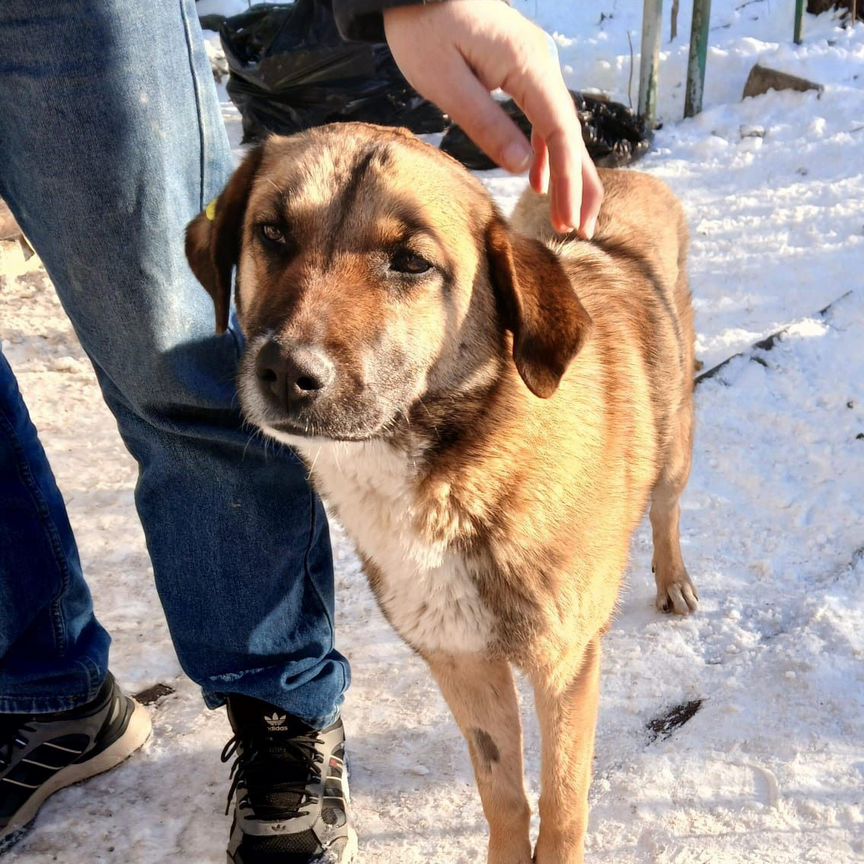 В добрые руки