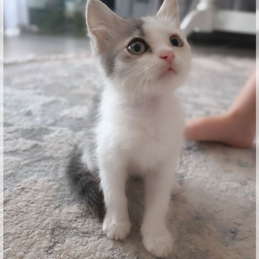 Котенок