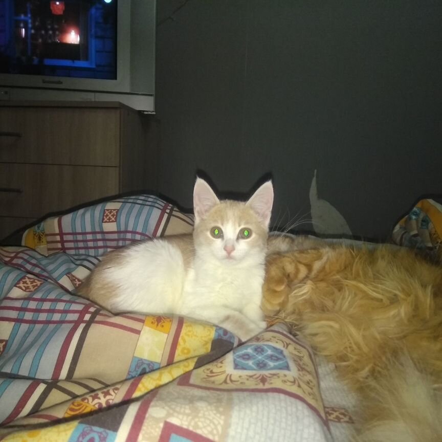 Отдам в добрые руки кошечку